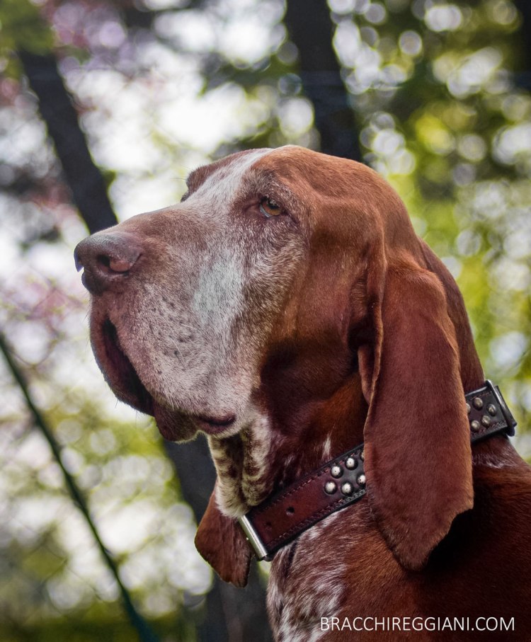 Arrivederci, Ulisse – BRACCHI REGGIANI