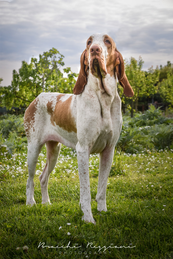 Il piccolo glossario del Bracco Italiano – BRACCHI REGGIANI