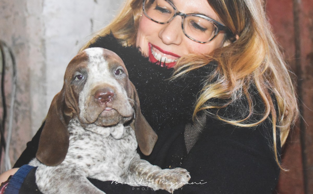 10 cose che dovresti sapere sul tuo primo Bracco Italiano – BRACCHI ...