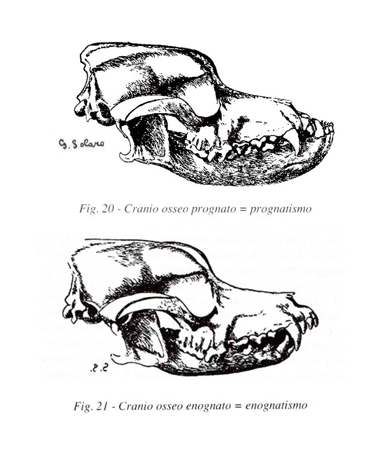 Il piccolo glossario del Bracco Italiano – BRACCHI REGGIANI